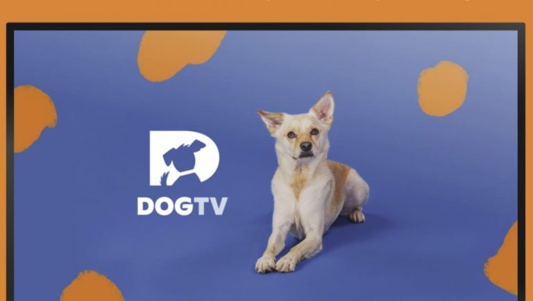 DogTV review: 5 things you need to know before signing up - StreamDiag